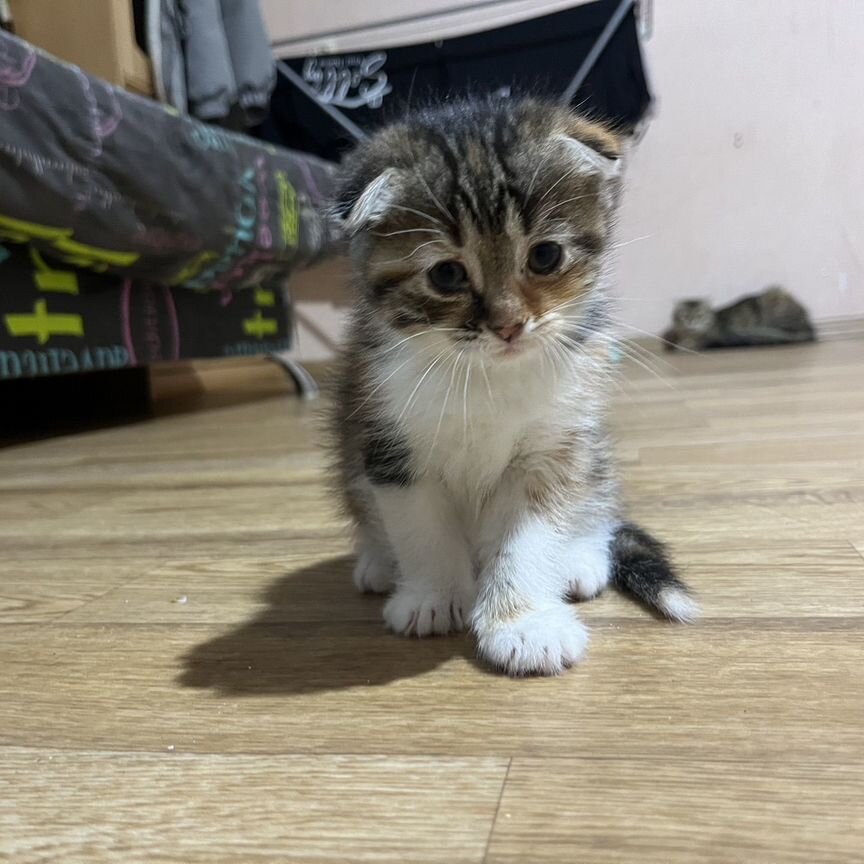 Шотландский вислоухий длинношёрстный котёнок