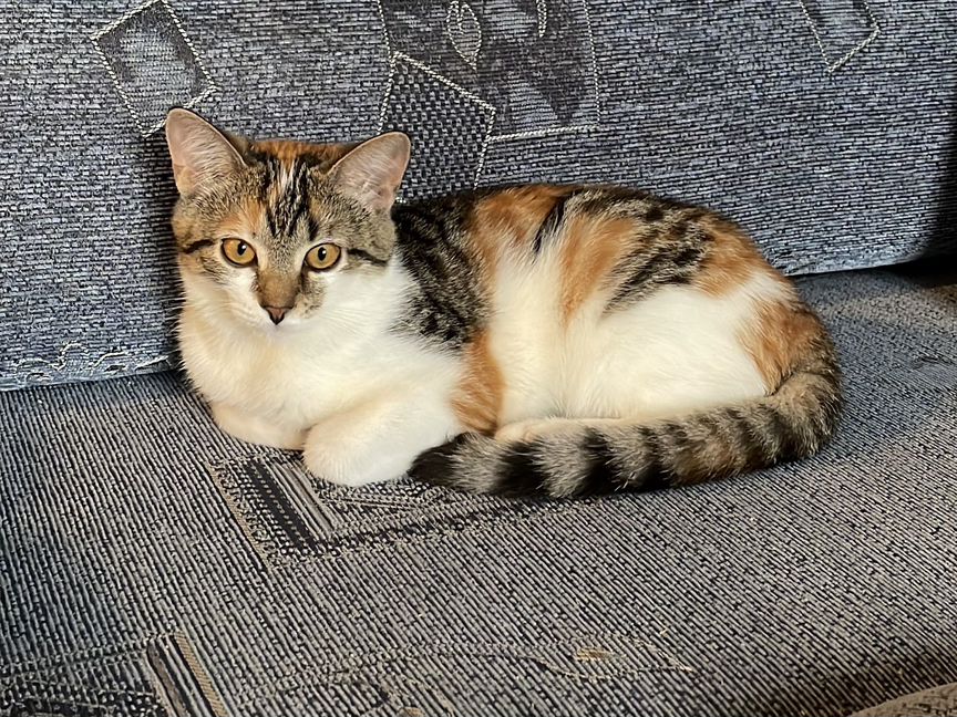 Кошка