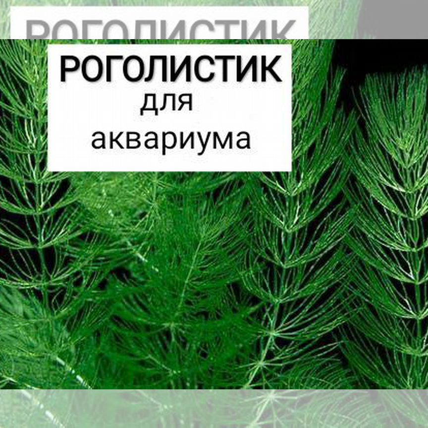 Роголистник для аквариума