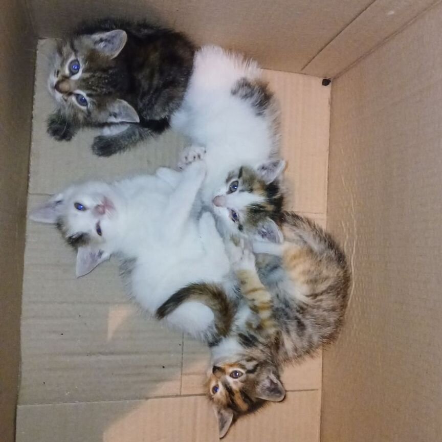 Котята в добрые руки бесплатно