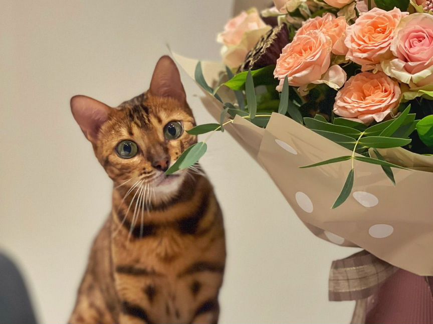 Бенгальская кошка