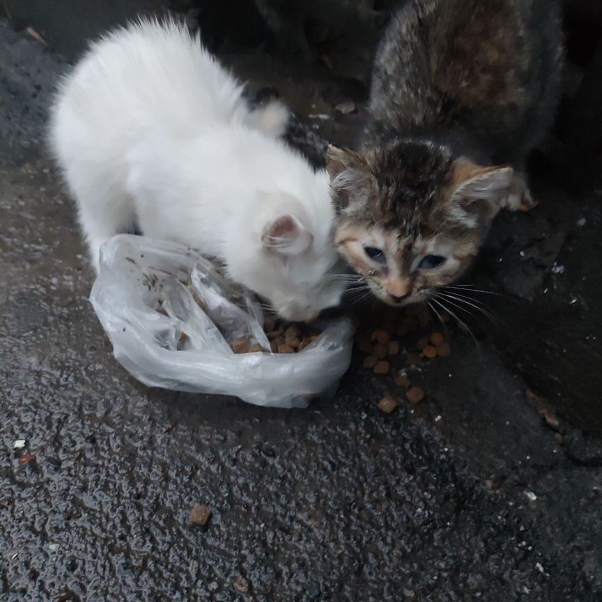 Котята