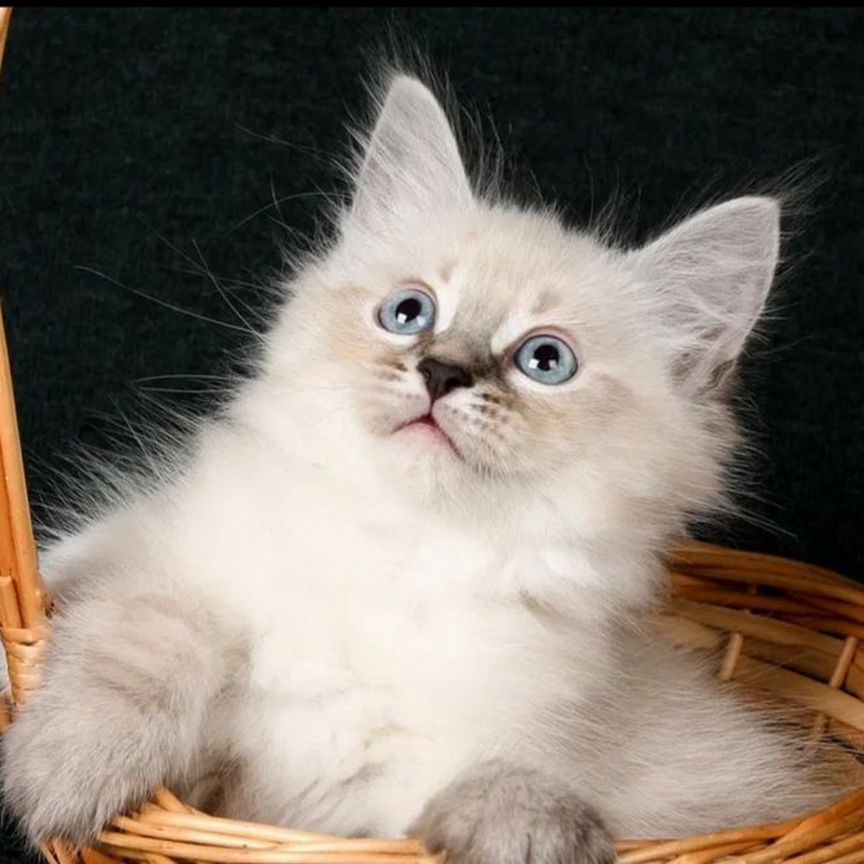 Невская маскарадная