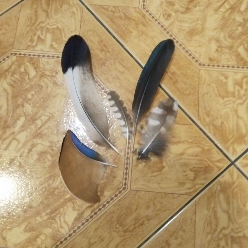 Перья диких птиц