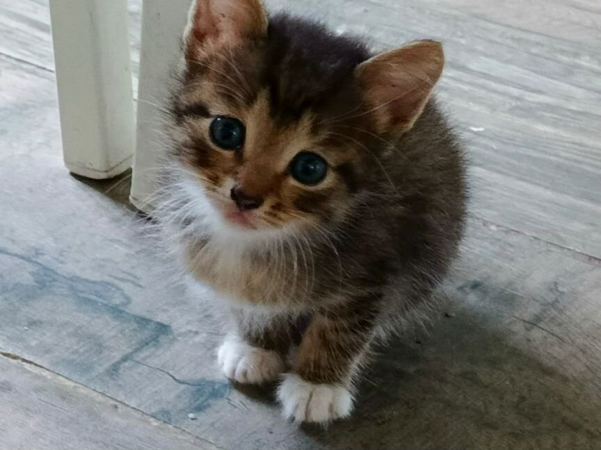 Котята в добрые руки