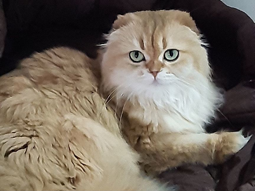 Отдам в добрые руки кошку