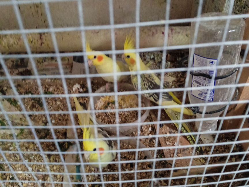 Кореллы и волнистые