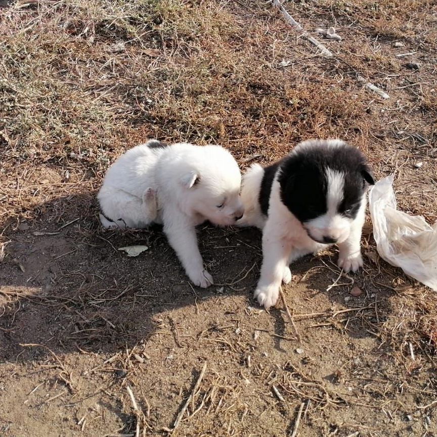 Щенок в добрые руки