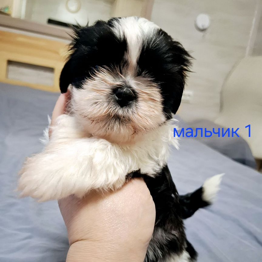Ши-тцу мальчики от заводчика