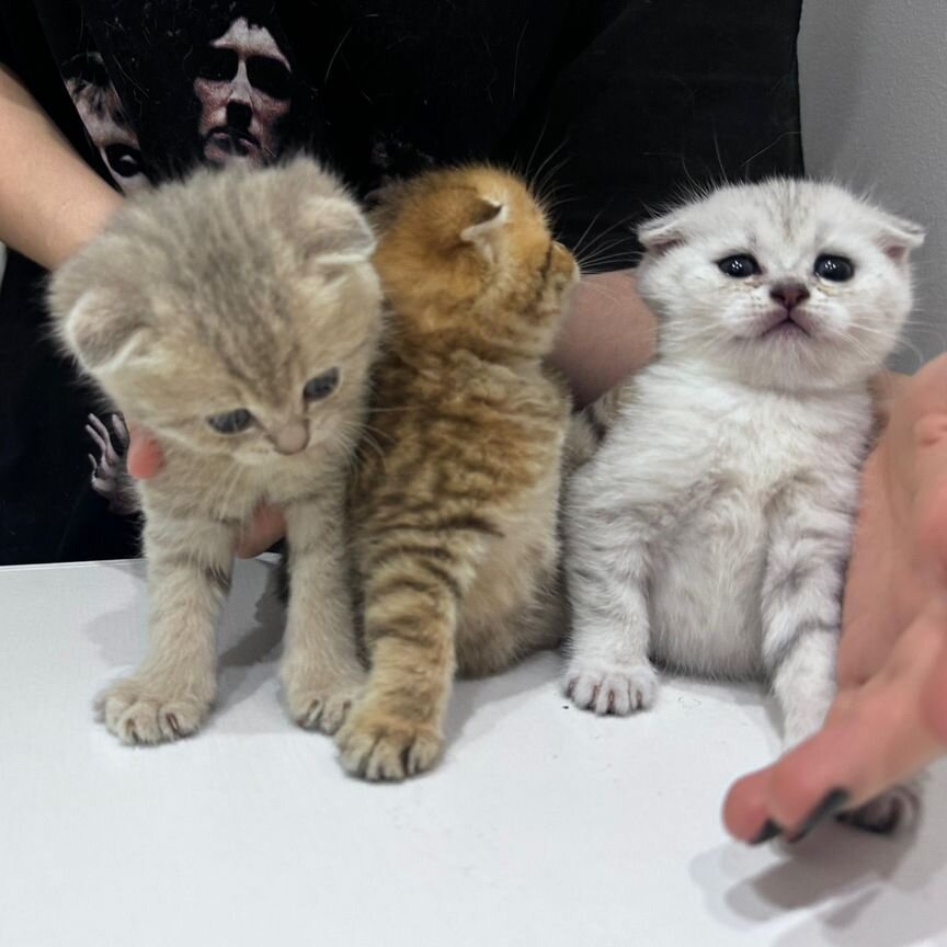 Котята веслоухие шиншыллы