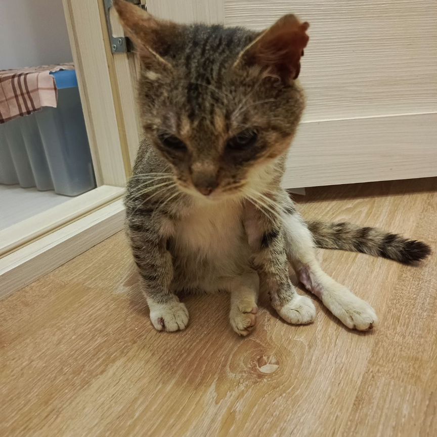 Кот