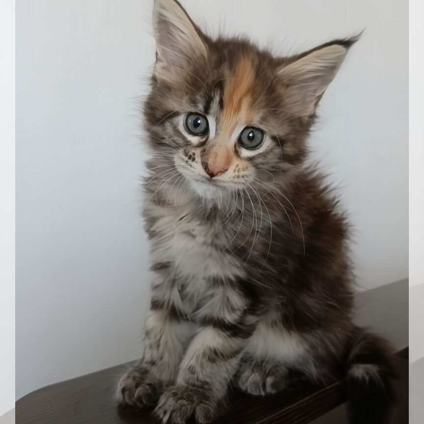Котёнок мейн-кун