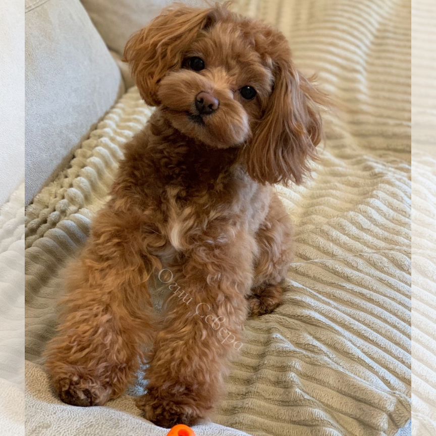 Петербургская орхидея, щенок