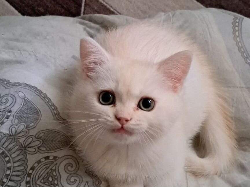 Британские котята