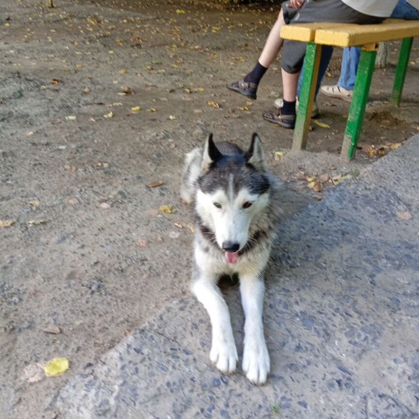 Собака в добрые руки