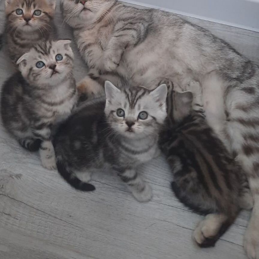 Шотландские котята