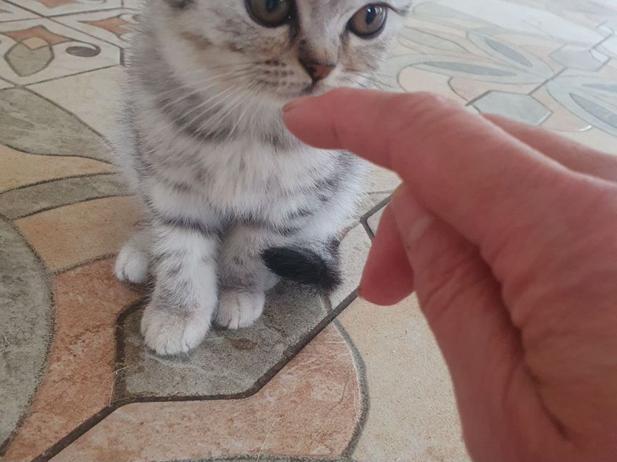 Котенок шотландец