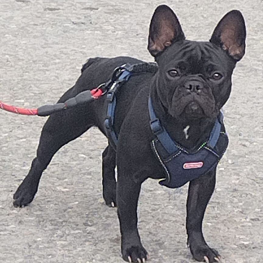 Французский бульдог