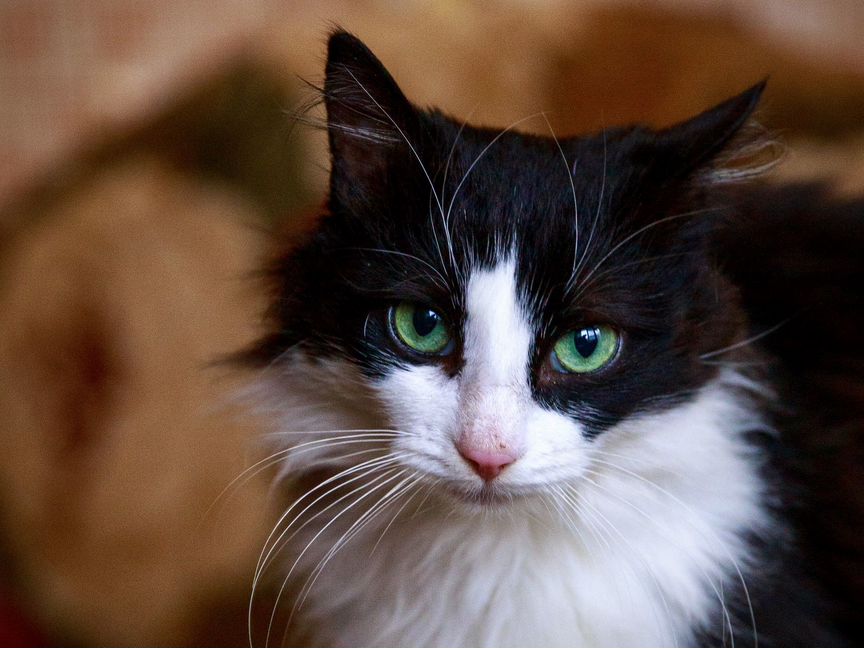 Очень ласковый зеленоглазый котик 7 мес