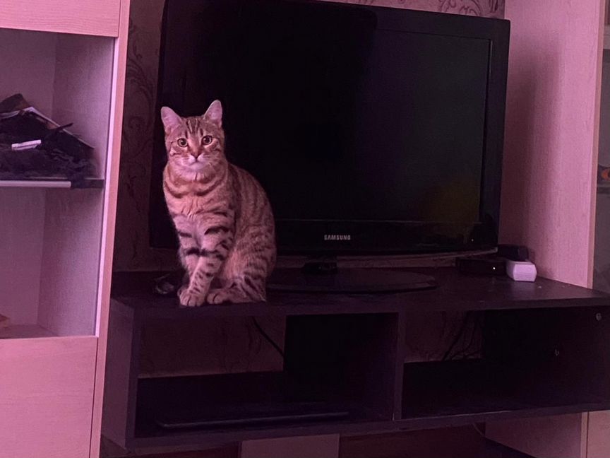 Бенгальская кошка в добрые руки