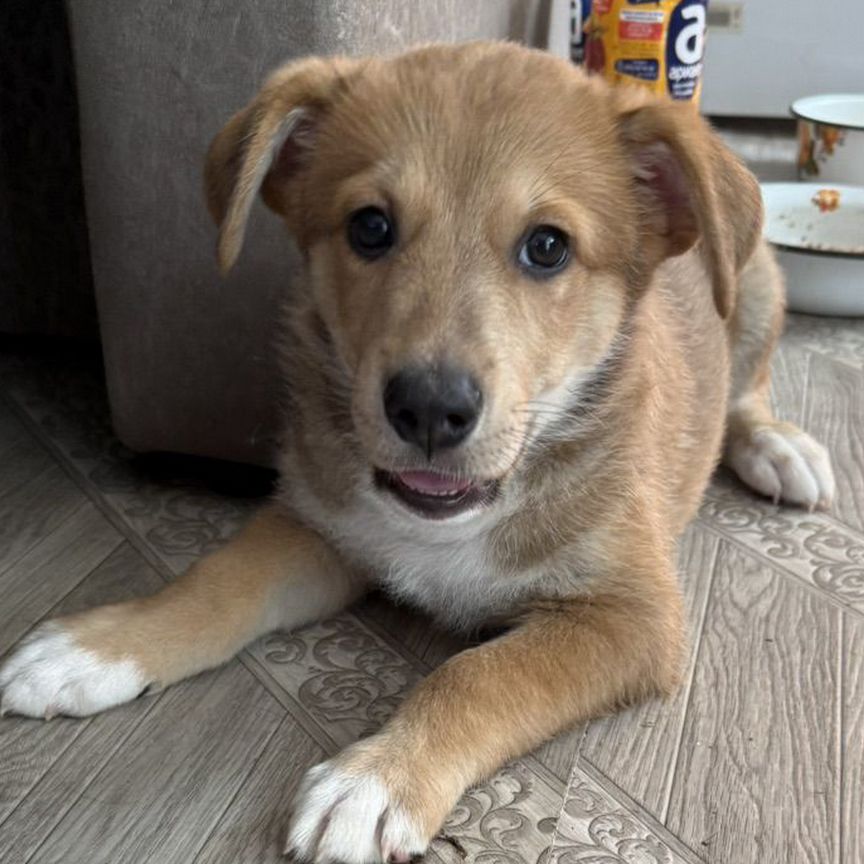 Щенок в добрые руки