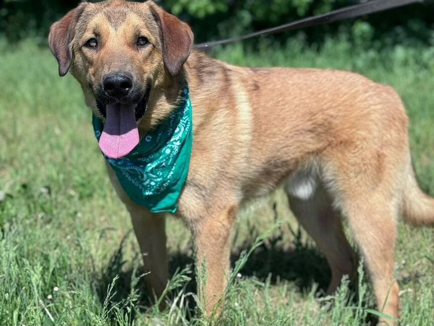 Ласковый малыш в семью