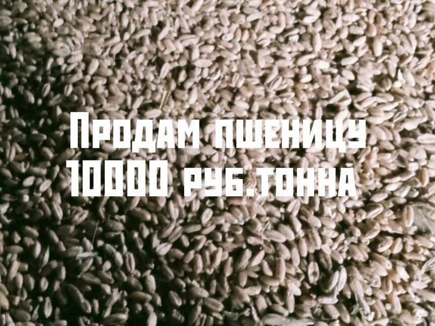 Зерно пшеница