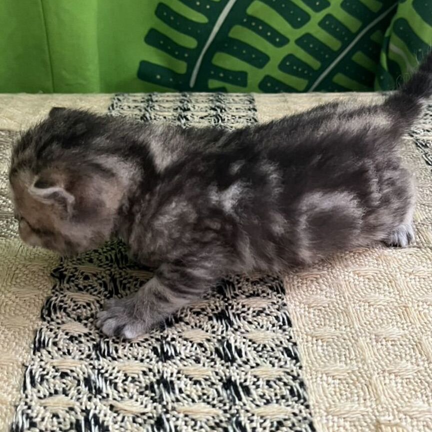 Британский короткошёрстный котёнок