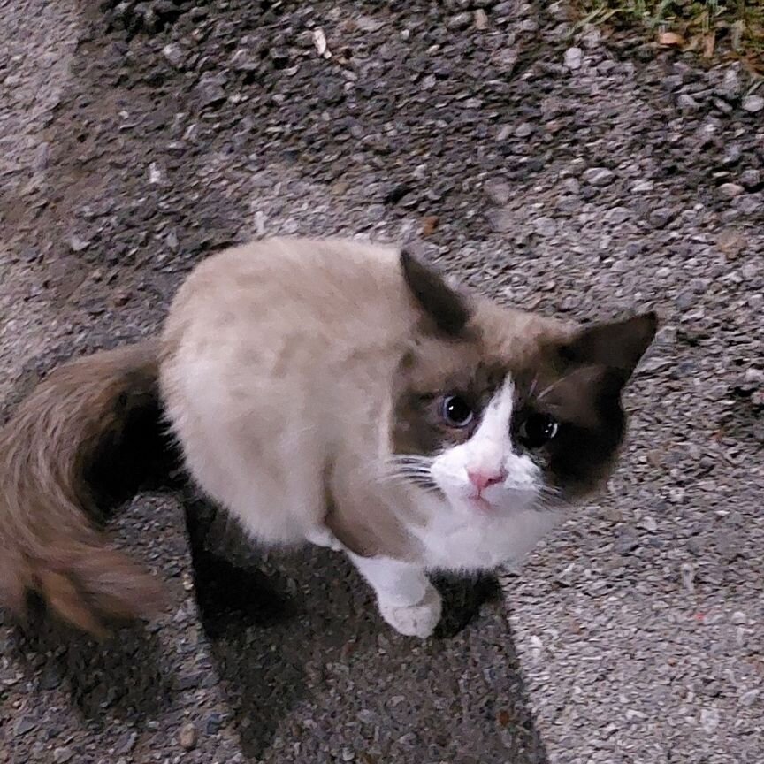 Кошка регдолл