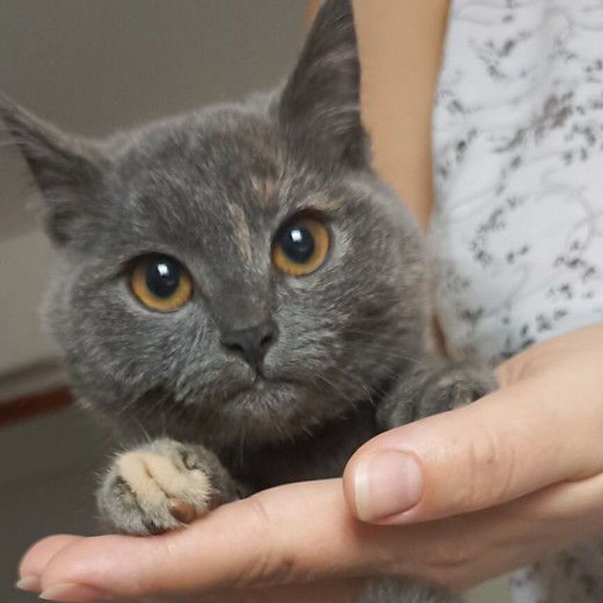 Британская кошечка