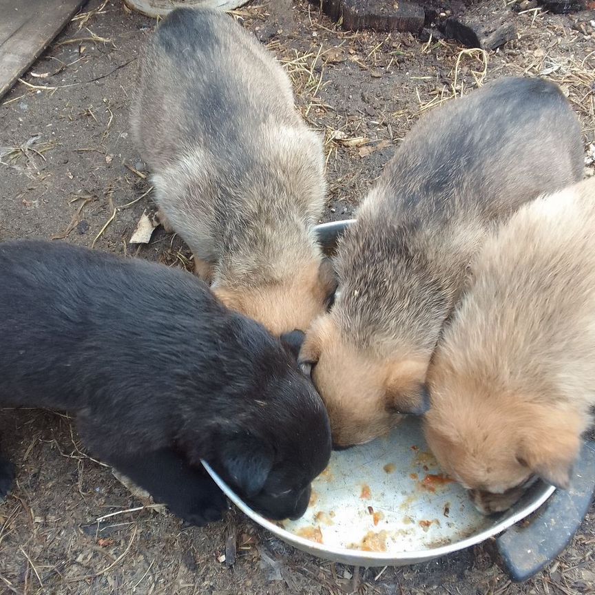 Лайка, щенок