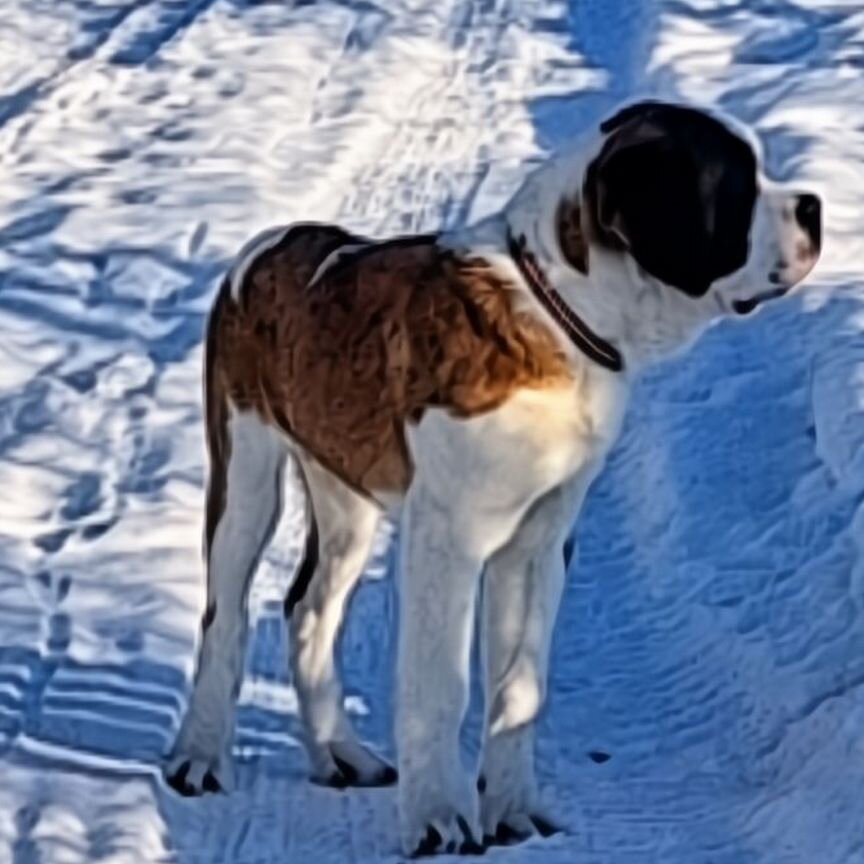 Сенбернар, щенок