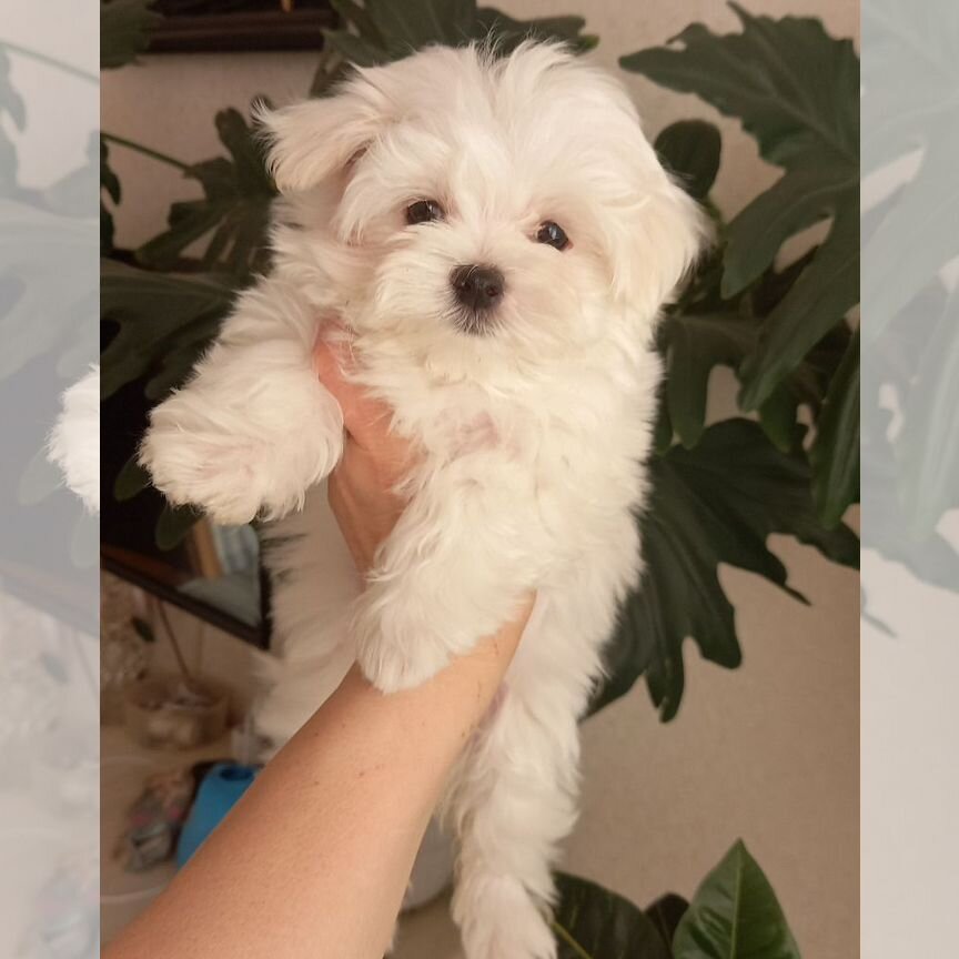 Мальтипушечка