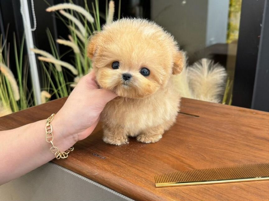 Мальтипу Тикап из Кореи