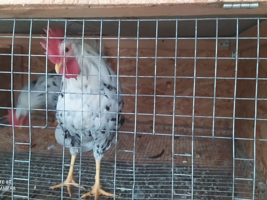 Петухи Легорн долматинец