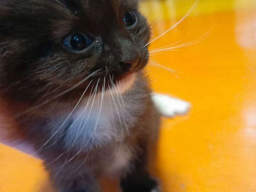 Самый красивый котенок. Мать отличная мышеловка