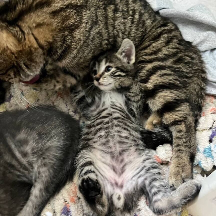 Отдам котят в добрые руки