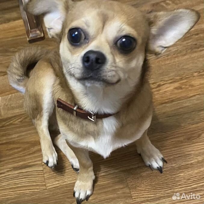 Смесь Чихуахуа (девочка)