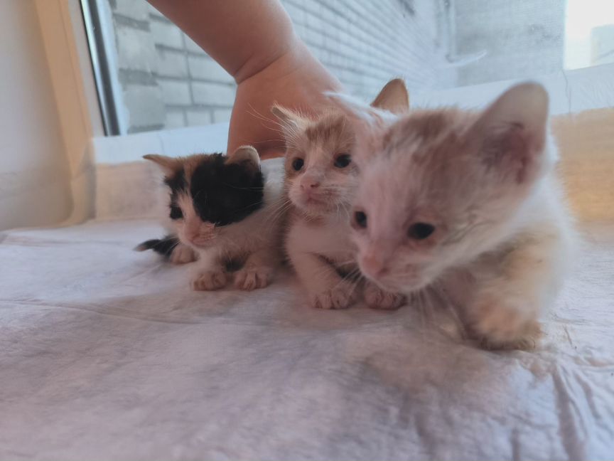 Котята в добрые руки