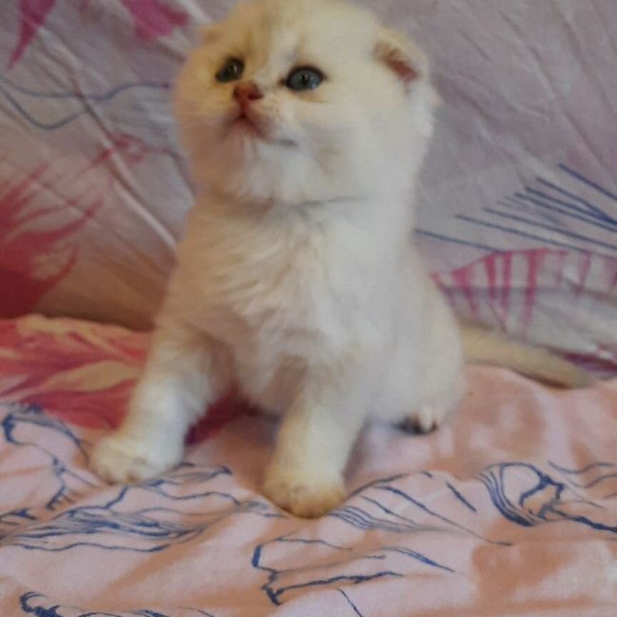 Котята серебристая шиншилла