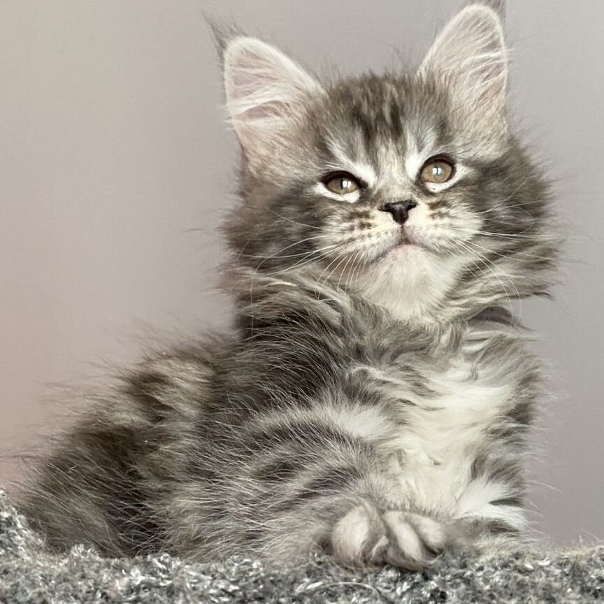 Мейн-кун девочка