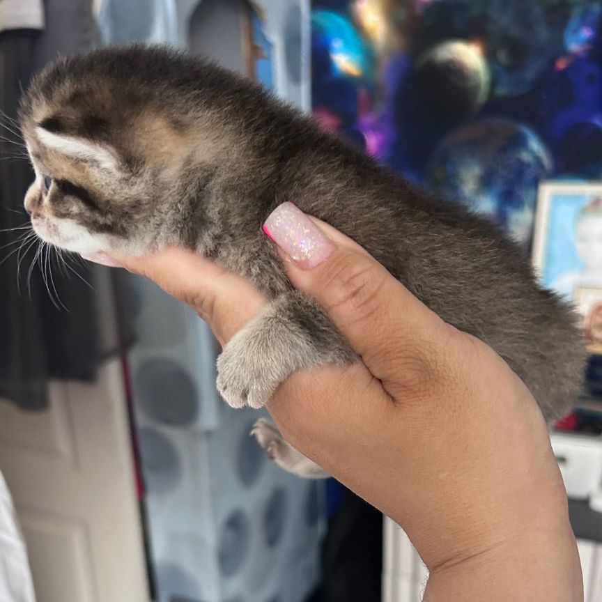 Шотландская вислоухая короткошёрстная, взрослая кошка