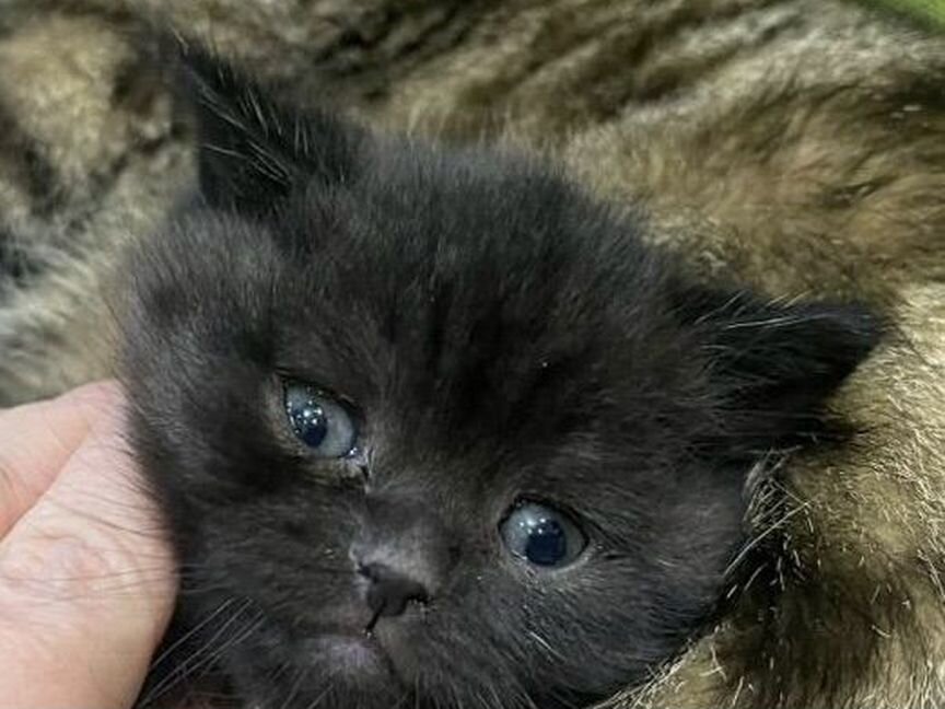Британские котята