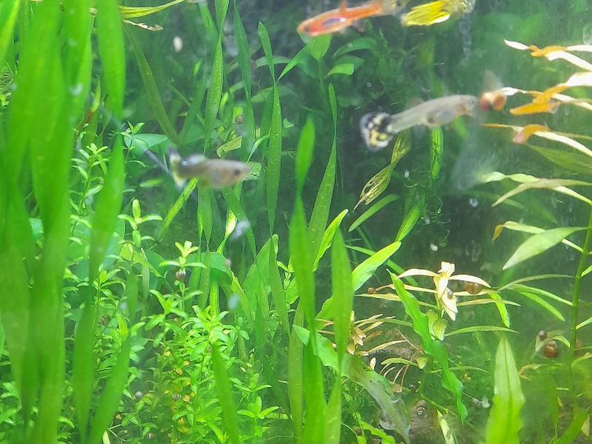 Аквариумные растения