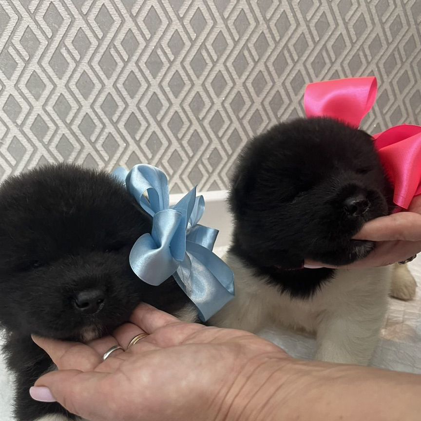 Американская акита, щенок