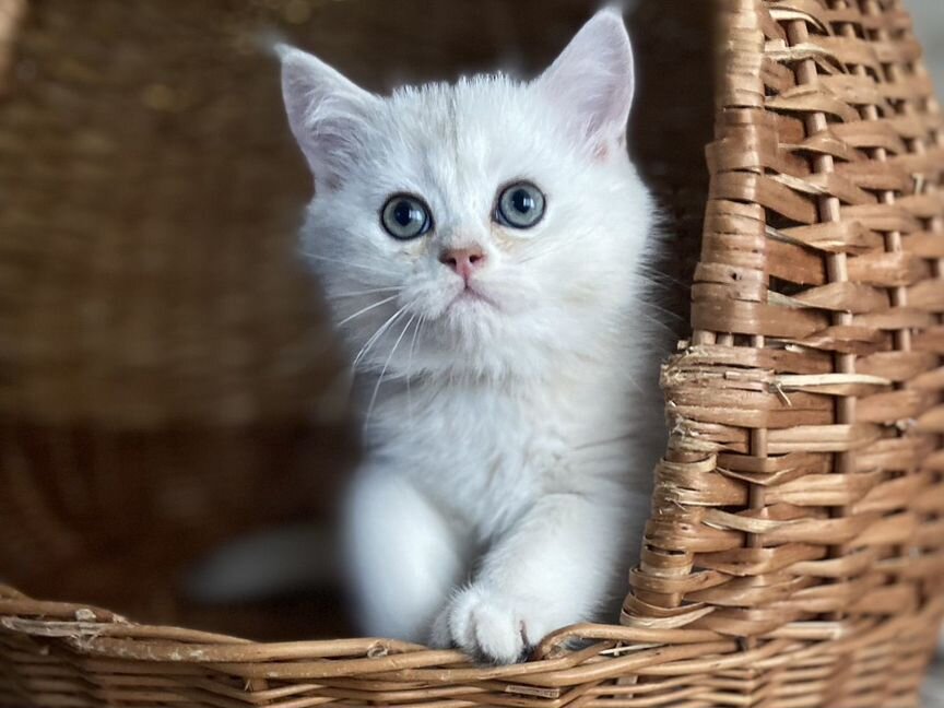Шотландский котик Каспер