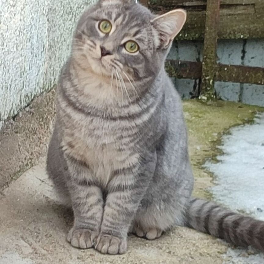 Котенок мальчик Миша, спасённый с улицы