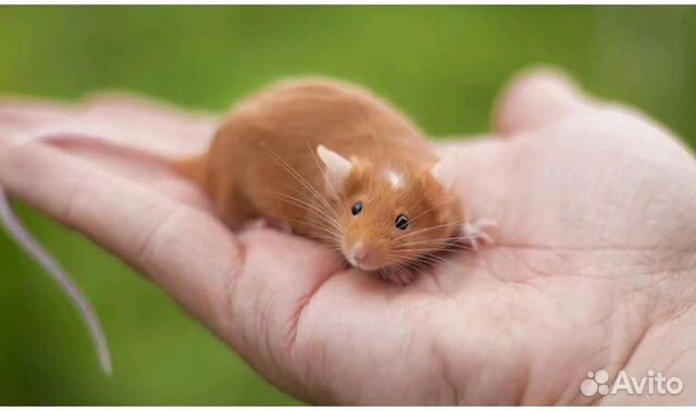 Декоративные мышки