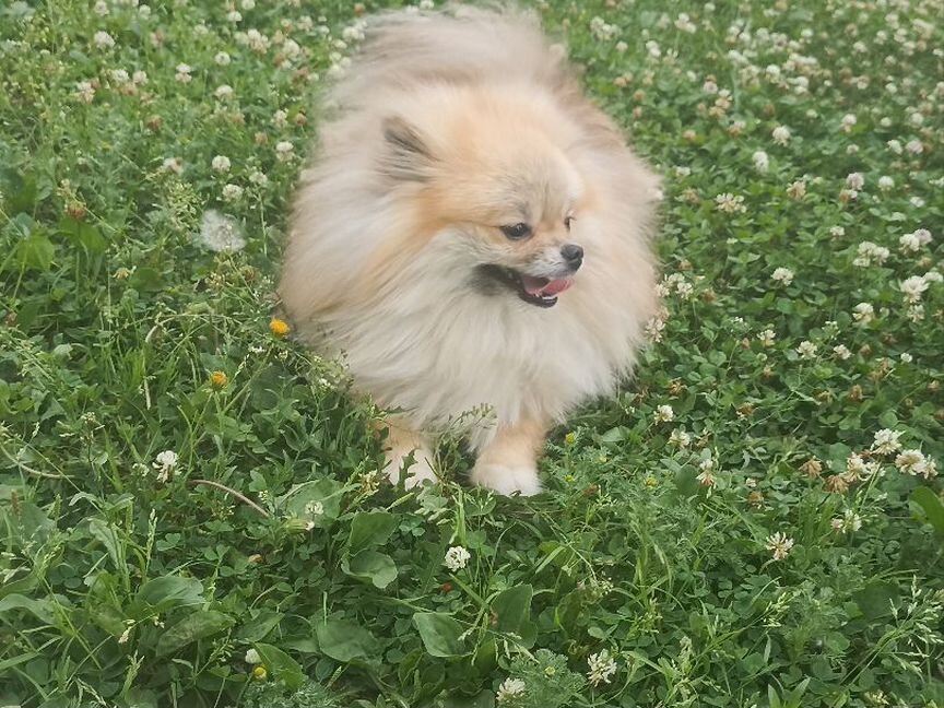 Выгул собак