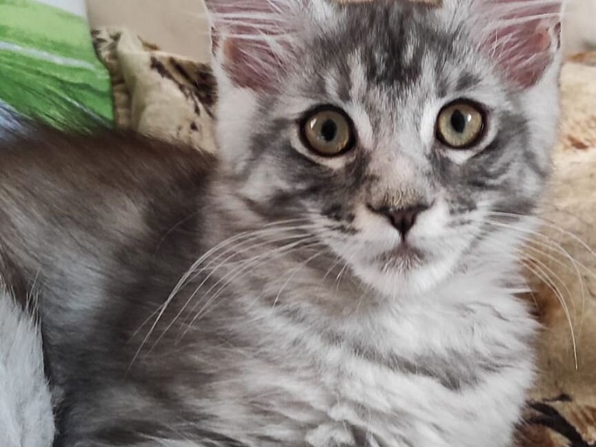 Котята мейн-кун породистые